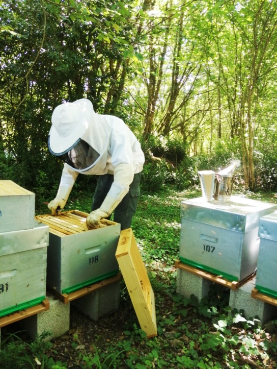 Nos miels - Les Apiers d'Aliénor