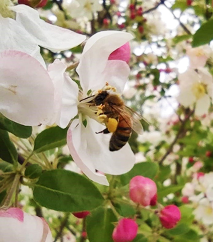 Nos miels - Les Apiers d'Aliénor